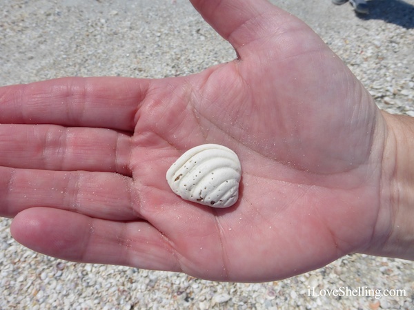 Boat O’ Shellowship | I Love Shelling