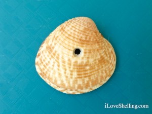 What Makes The Different Holes In Seashells? | I Love Shelling