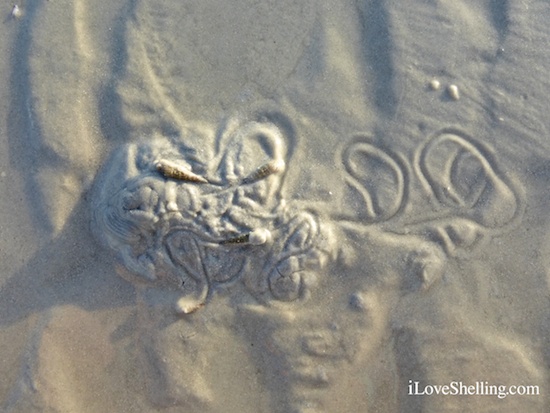 Healthy Living On The Coast Of Sanibel Island | I Love Shelling