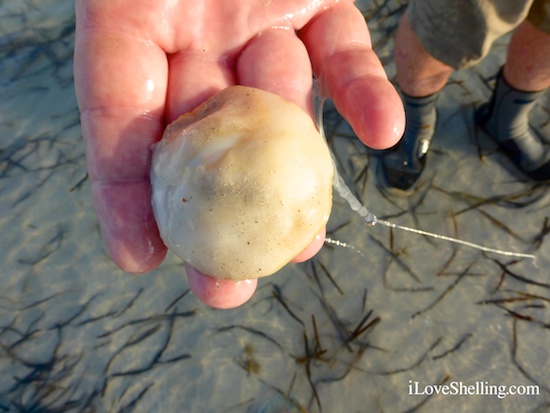 Healthy Living On The Coast Of Sanibel Island | I Love Shelling
