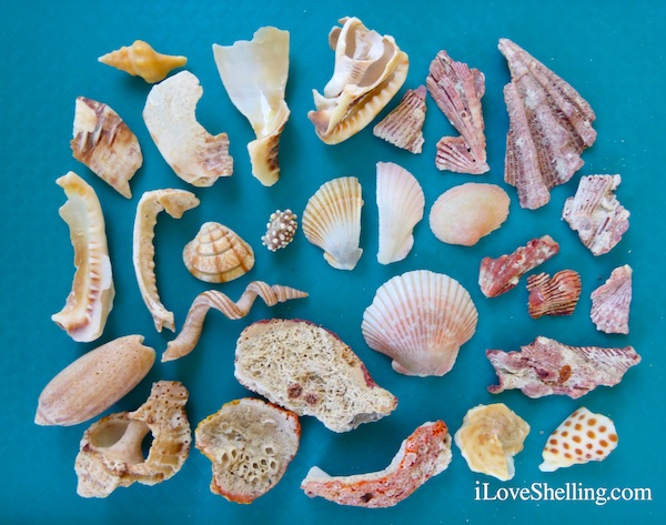 Bits and Pieces Of Unusual Shells | I Love Shelling