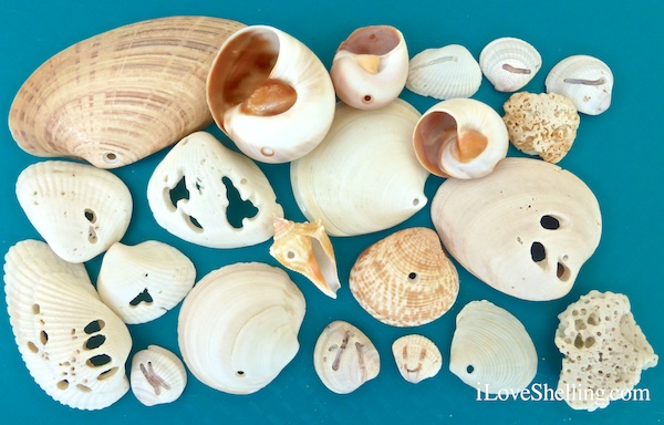 What Makes The Different Holes In Seashells? | I Love Shelling