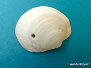What Makes The Different Holes In Seashells? | I Love Shelling
