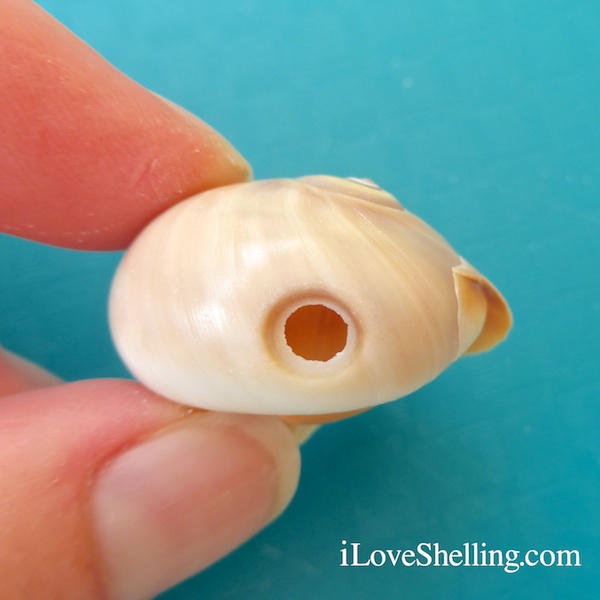 What Makes The Different Holes In Seashells? | I Love Shelling