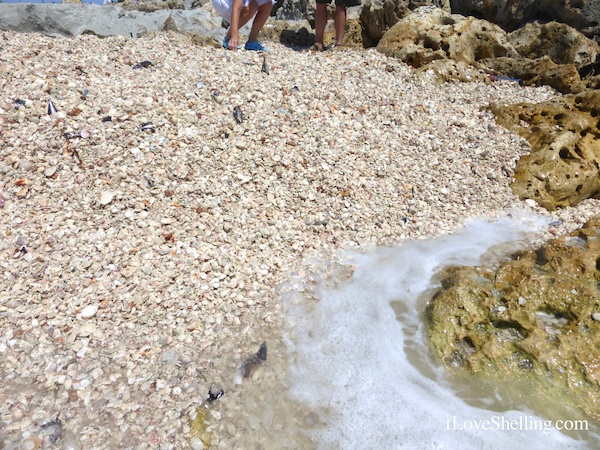 Bits and Pieces Of Unusual Shells | I Love Shelling