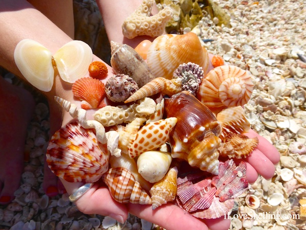 Get ‘Em While The Gettin’s Good | I Love Shelling