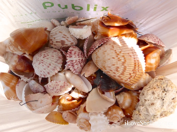 Get ‘Em While The Gettin’s Good | I Love Shelling