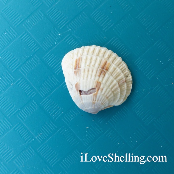 What Makes The Different Holes In Seashells? | I Love Shelling