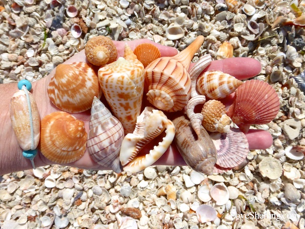 Captiva | i Love Shelling