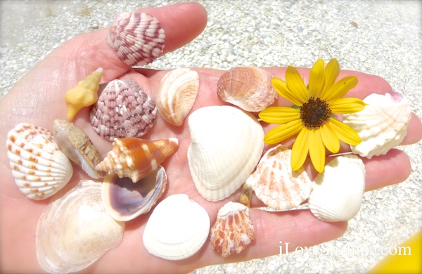 Every Day Sanibel Shells | I Love Shelling