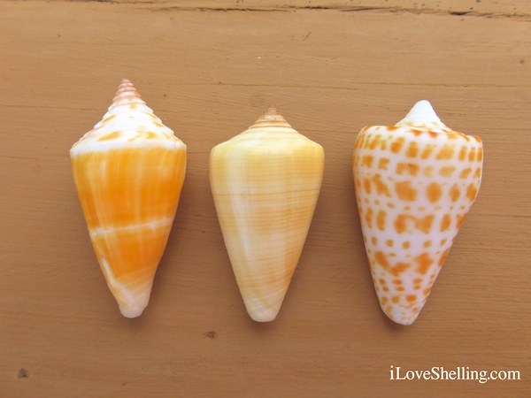 Junonia | i Love Shelling