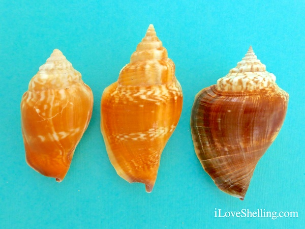 Florida Fighting Conch – Strombus alatus | I Love Shelling