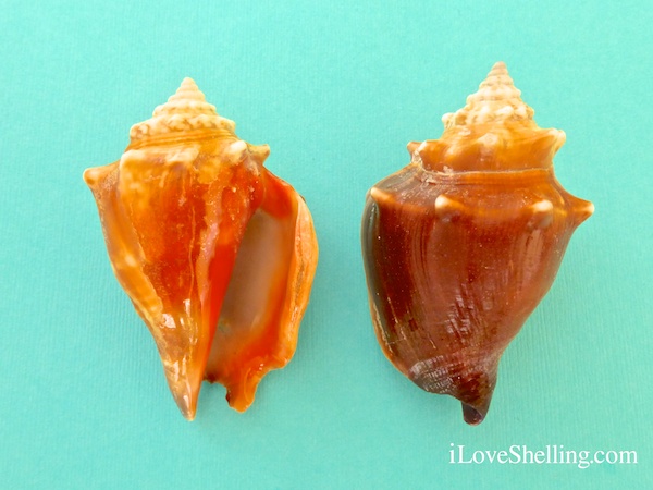 Florida Fighting Conch – Strombus alatus | I Love Shelling
