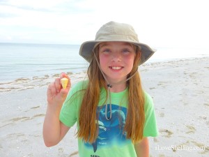 Gold-Banded Cone Found On Sanibel Island | I Love Shelling