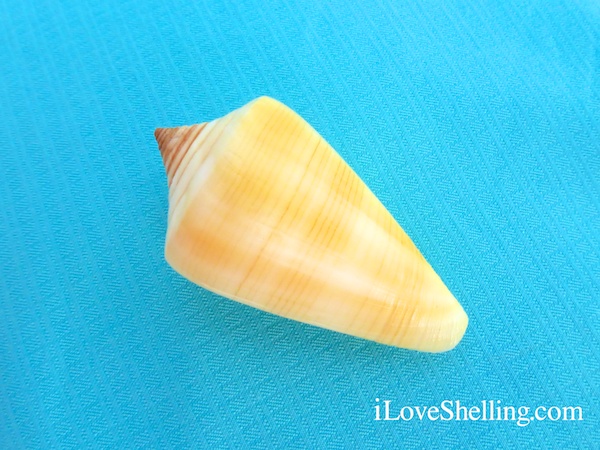 Gold-Banded Cone Found On Sanibel Island | I Love Shelling