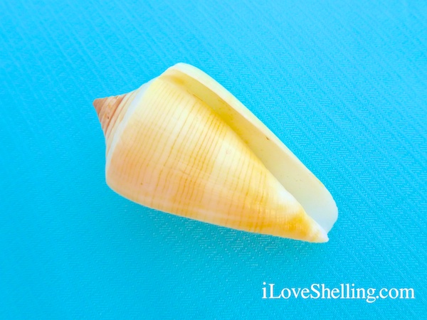 Gold-Banded Cone Found On Sanibel Island | I Love Shelling