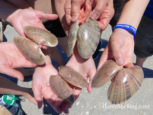 Adventure In Paradise With Awesome Shellers | I Love Shelling