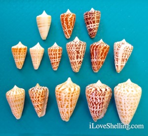Gold Banded Cone Saga Continues | I Love Shelling