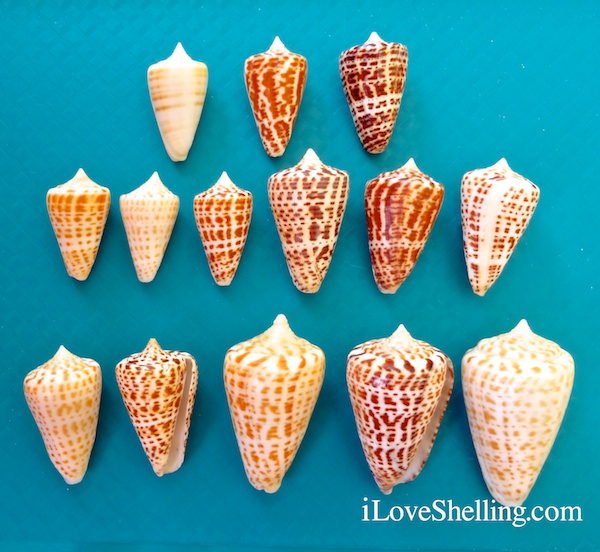 Gold Banded Cone Saga Continues | I Love Shelling
