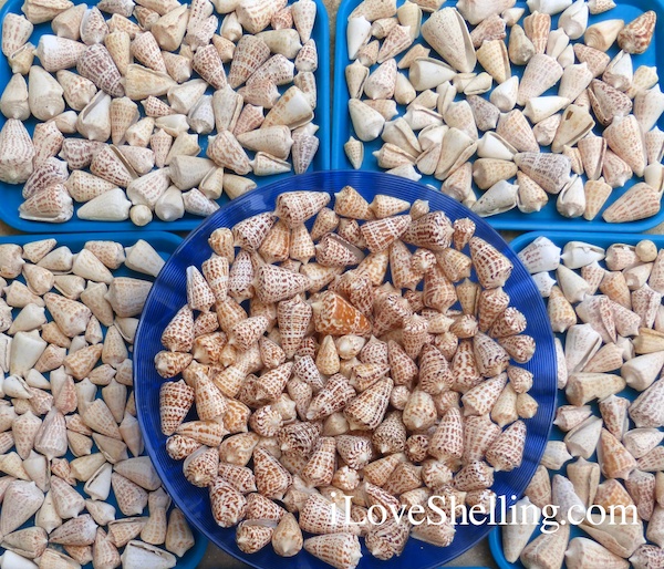 Gold Banded Cone Saga Continues | I Love Shelling