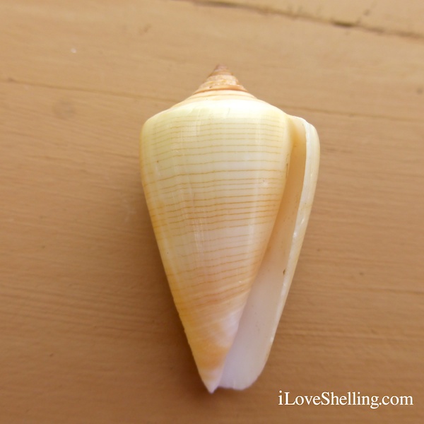 Gold-Banded Cone Found On Sanibel Island | I Love Shelling