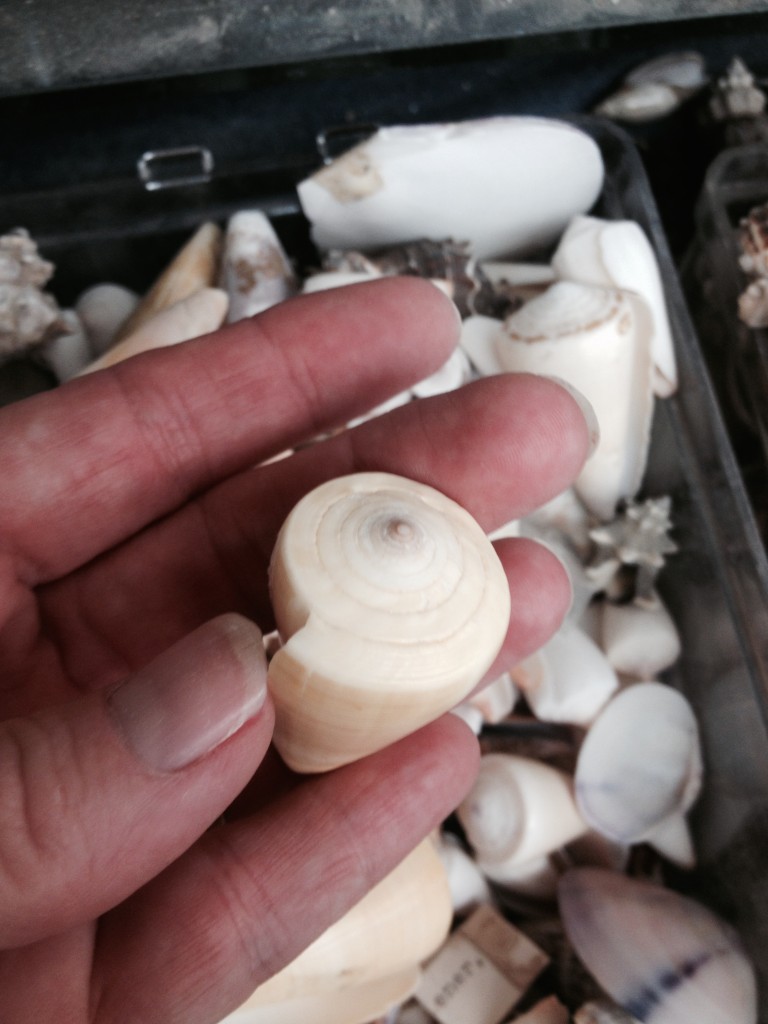 Gold-Banded Cone Found On Sanibel Island | I Love Shelling