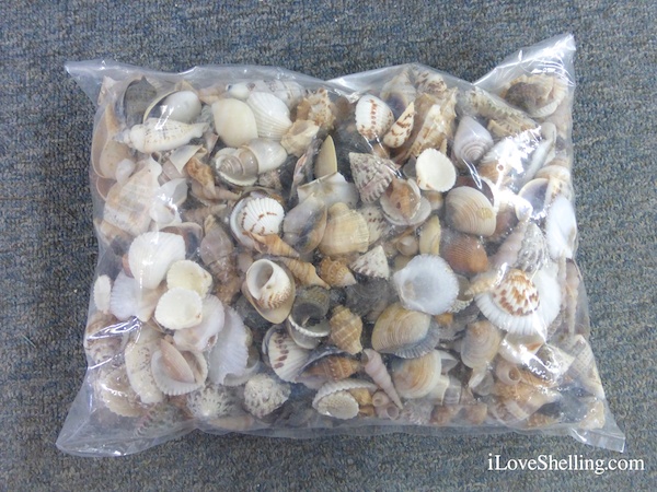 Wedding Party Shells Seeding Sanibel Beaches | I Love Shelling