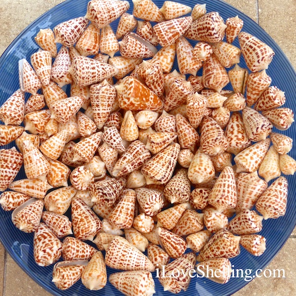 Gold Banded Cone Saga Continues | I Love Shelling
