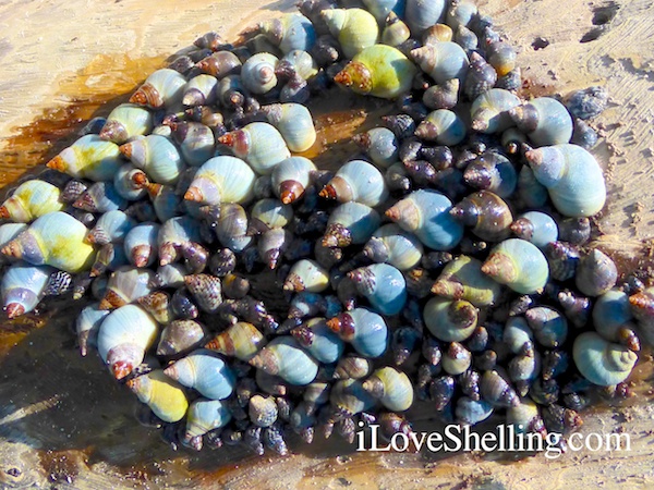 Adventure In Paradise With Awesome Shellers | I Love Shelling