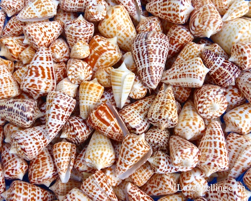 Gold Banded Cone Saga Continues | I Love Shelling