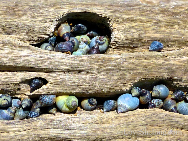 Adventure In Paradise With Awesome Shellers | I Love Shelling