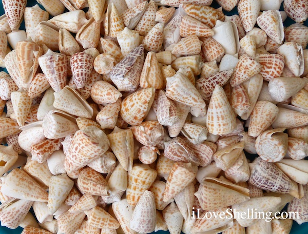 Gold Banded Cone Saga Continues | I Love Shelling