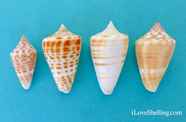 Gold Banded Cone Saga Continues | I Love Shelling