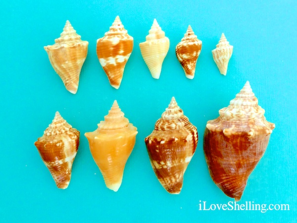 Florida Fighting Conch – Strombus alatus | I Love Shelling