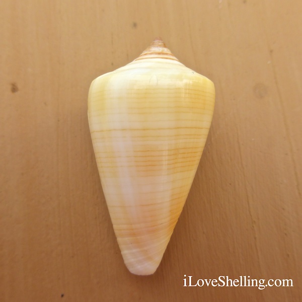 Gold-Banded Cone Found On Sanibel Island | I Love Shelling