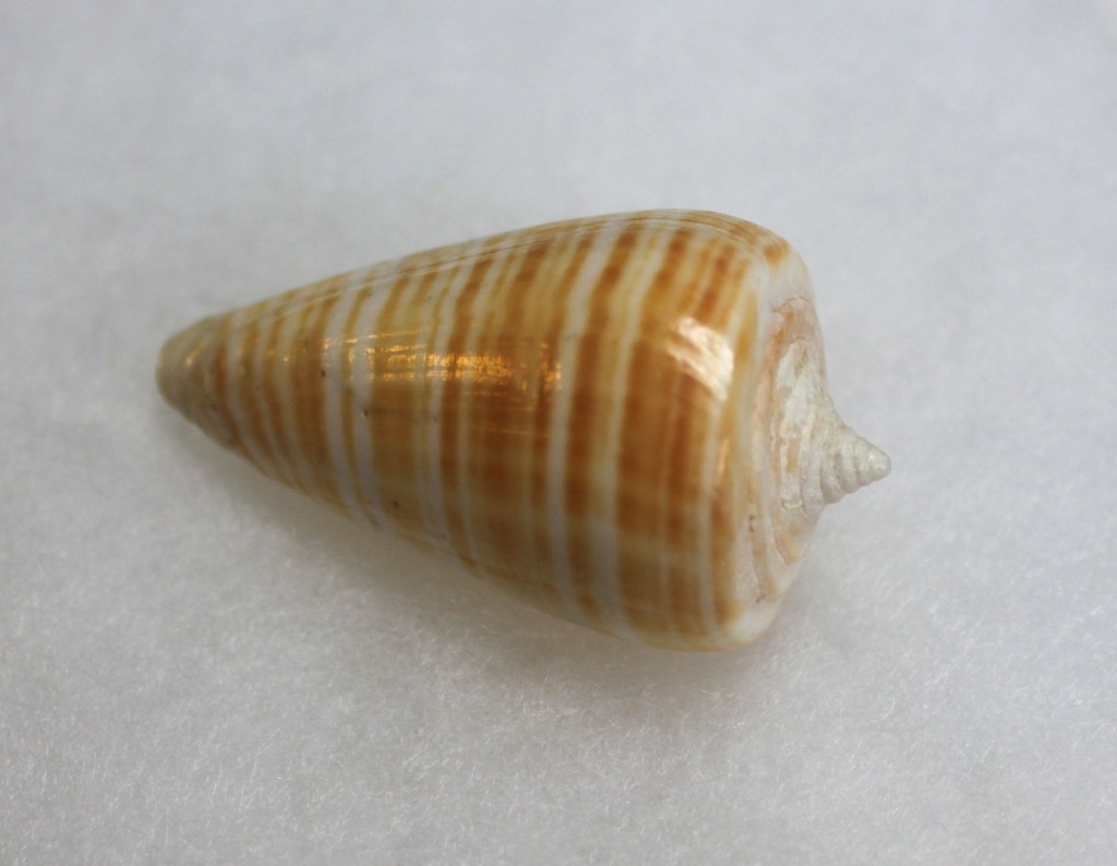Gold Banded Cone Saga Continues | I Love Shelling