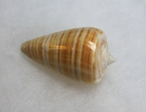 Gold Banded Cone Saga Continues | I Love Shelling
