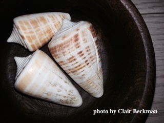 Gold-Banded Cone Found On Sanibel Island | I Love Shelling
