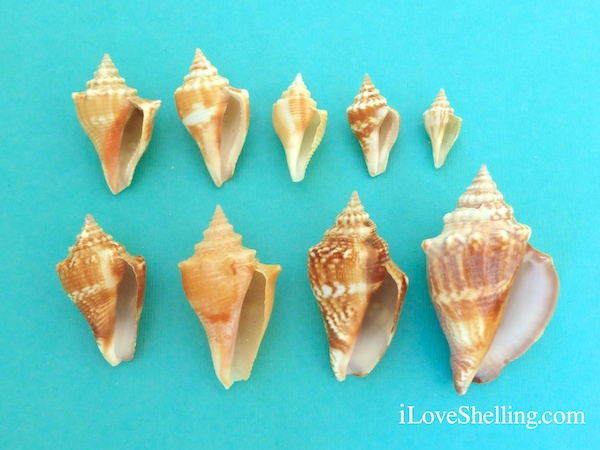 Florida Fighting Conch – Strombus alatus | I Love Shelling