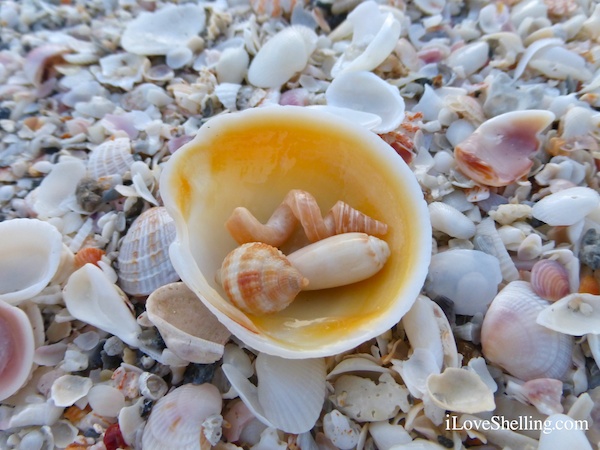 Wild Signs Of Summer On Sanibel | I Love Shelling