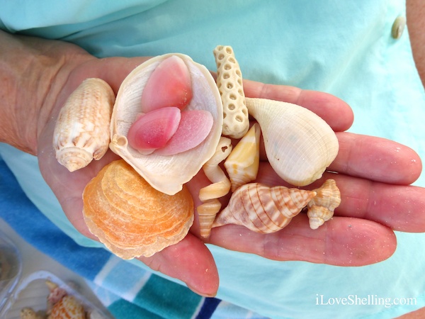 Sealife Jewelry With Every iLoveShelling Shelling Adventure Cruise | I ...