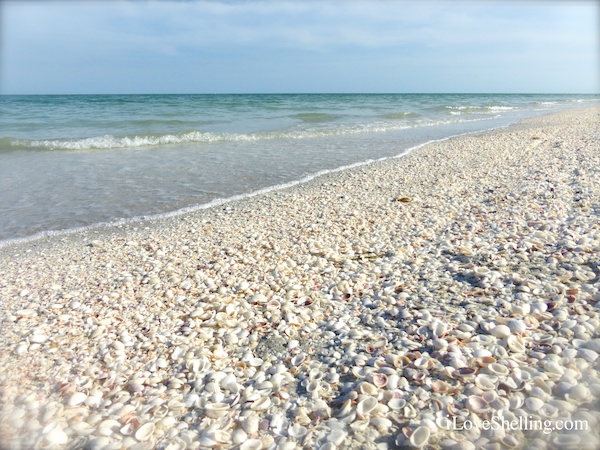 Wild Signs Of Summer On Sanibel | I Love Shelling