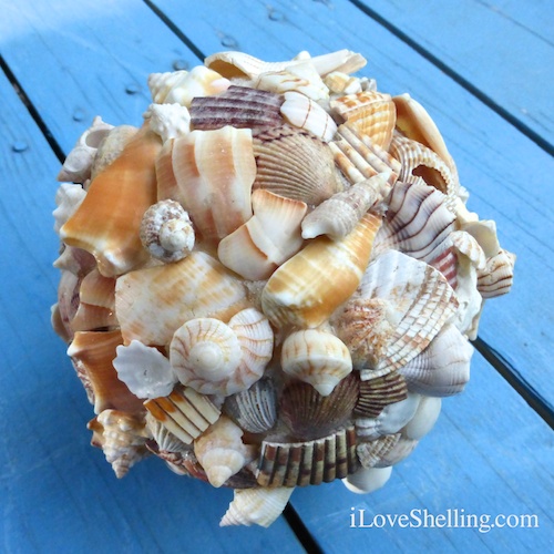 Summer on Sanibel | I Love Shelling