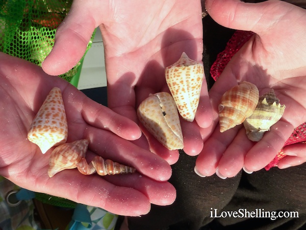 Maiden Voyage Sight Sea-R Shelling Cruise Was Incredishell | I Love ...