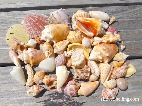 New Shelling Cruise to the Islands South of Sanibel! | I Love Shelling