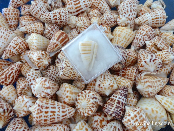 Gold Banded Cone Saga Continues | I Love Shelling