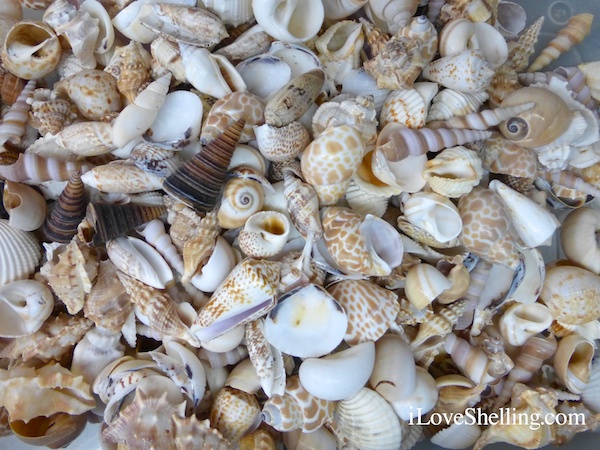 Wedding Party Shells Seeding Sanibel Beaches | I Love Shelling