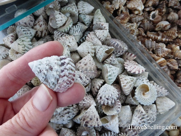 Wedding Party Shells Seeding Sanibel Beaches | I Love Shelling