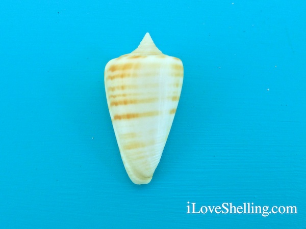 Gold Banded Cone Saga Continues | I Love Shelling