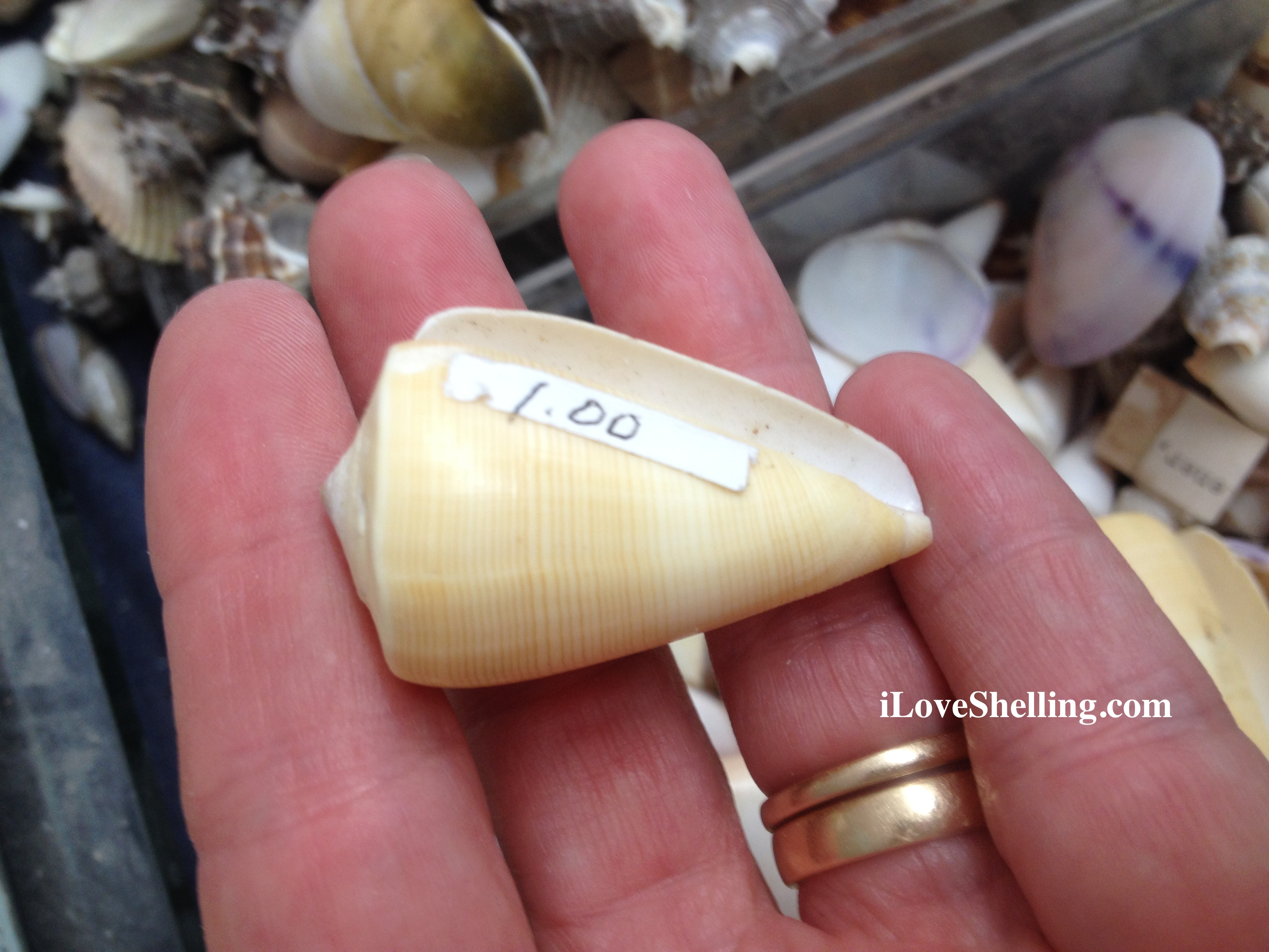 Gold-Banded Cone Found On Sanibel Island | I Love Shelling